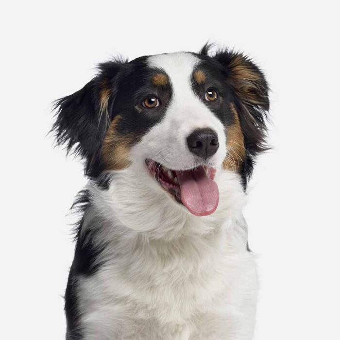 Burlington Humane Society | Ontario's Premier No Kill Shelter