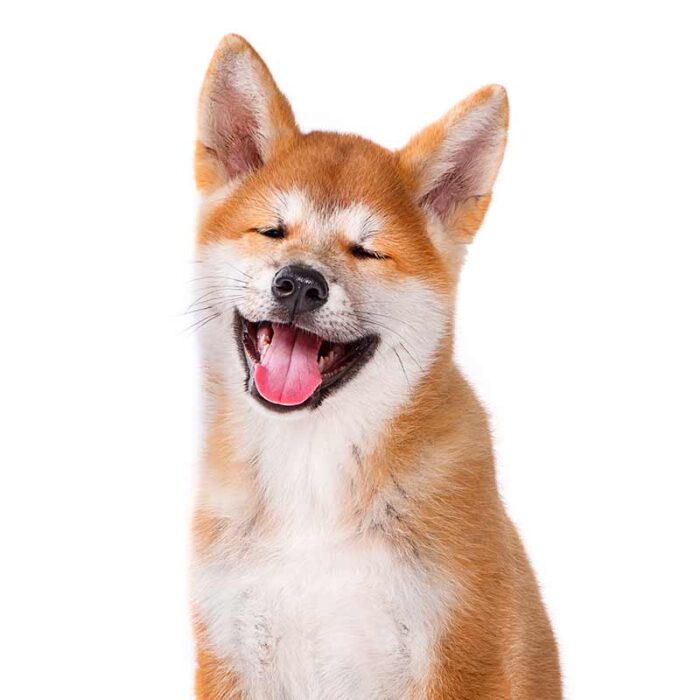 Burlington Humane Society | Ontario's Premier No Kill Shelter