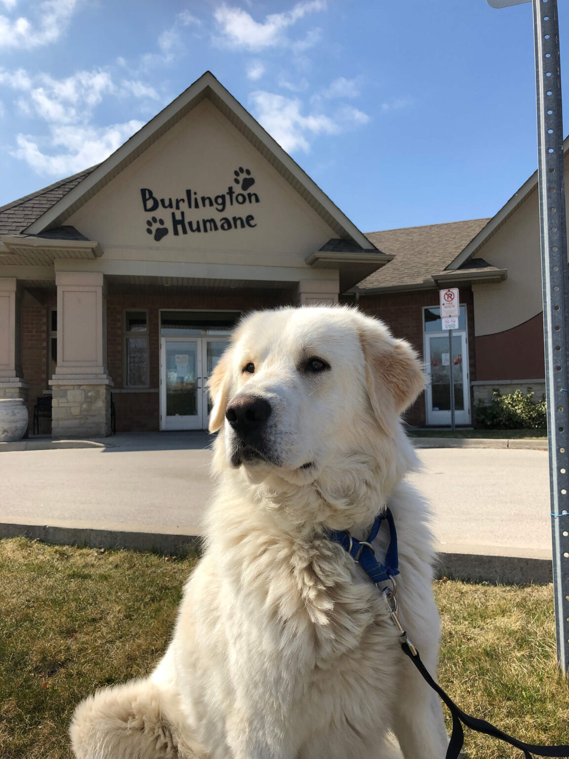 Burlington Humane Society | Ontario's Premier No Kill Shelter
