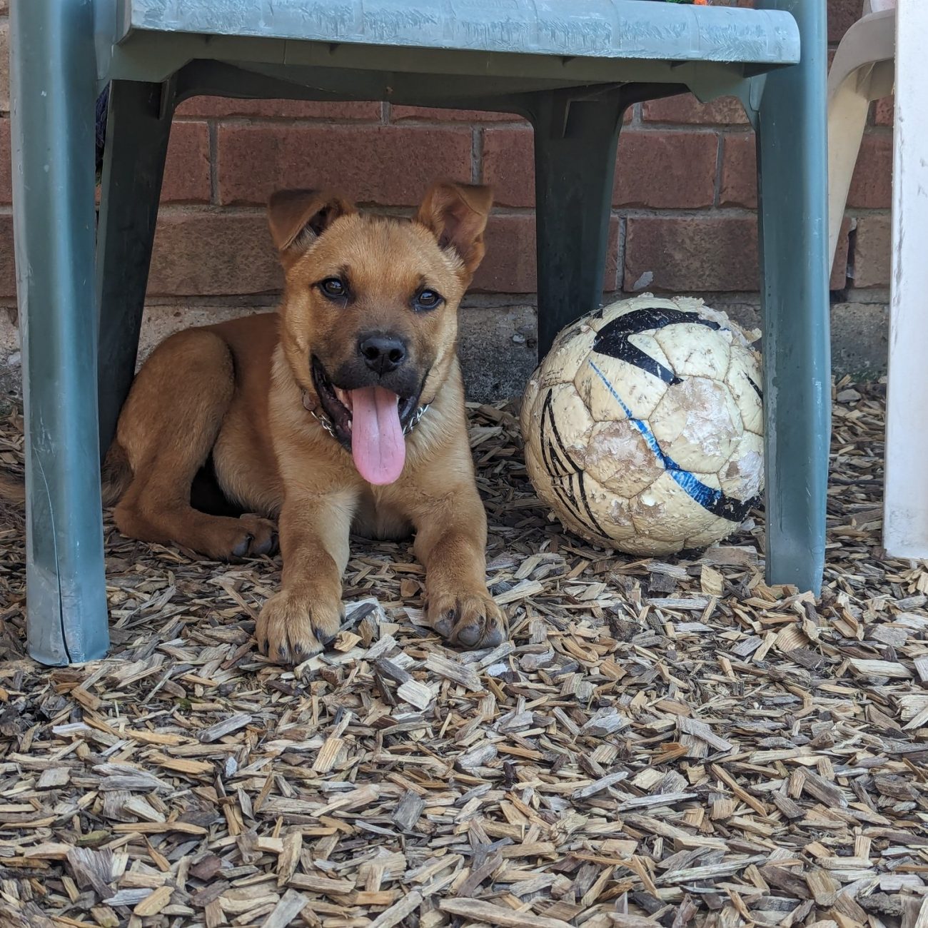 Burlington Humane Society | Ontario's Premier No Kill Shelter